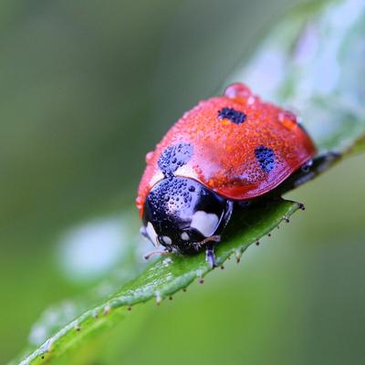 ladybug - KDE Store