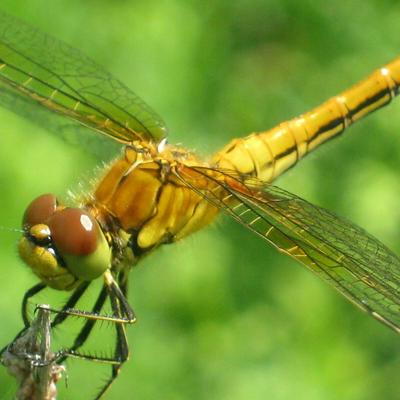 dragonfly - KDE Store