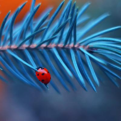 ladybug - KDE Store