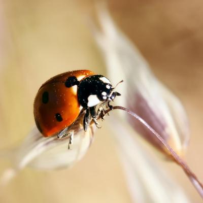 ladybug - KDE Store