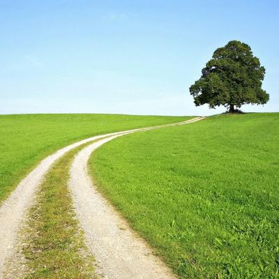 single tree - KDE Store