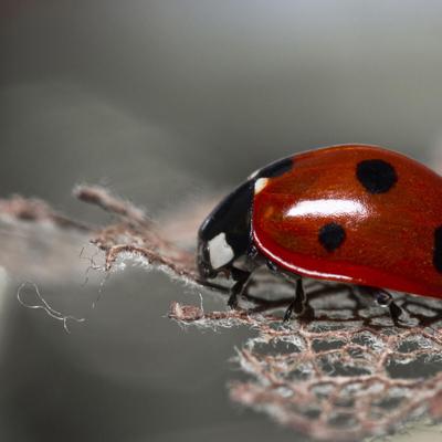 ladybug - KDE Store