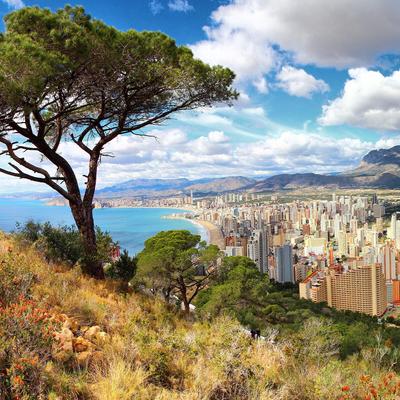 single tree - KDE Store