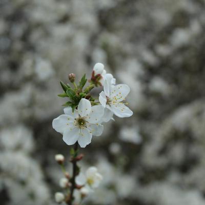 flowers - KDE Store