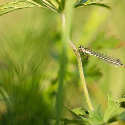 dragonfly - KDE Store