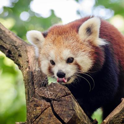 red panda - KDE Store