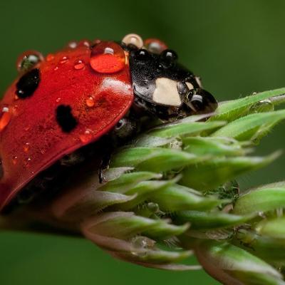 ladybug - KDE Store