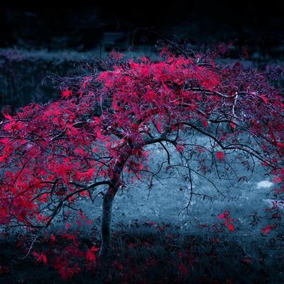 red leaves - KDE Store