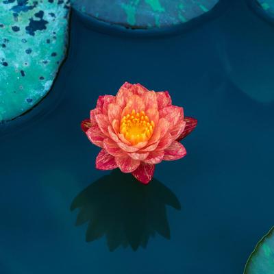 water lily - KDE Store