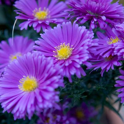 Garden Flowers Purple Aster Novi Beii Tonga Symphonyotrichum - KDE Store