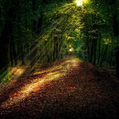 Forest Path Forest Damaksnis Plant Street Light Full HD - KDE Store