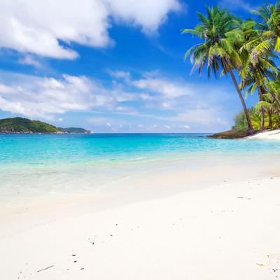 beach Sandy palm tree - KDE Store