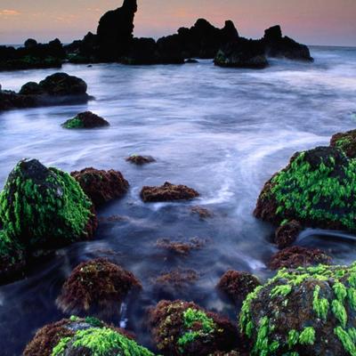 nature green moss - KDE Store