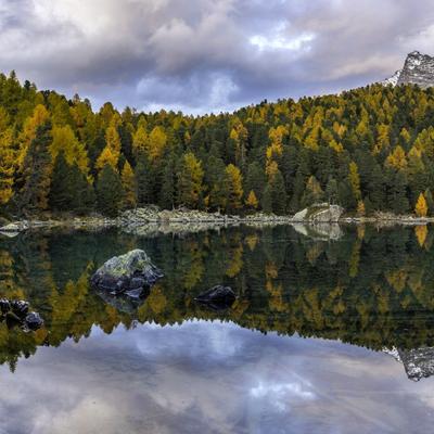 Lake reflection Pine Forest - KDE Store