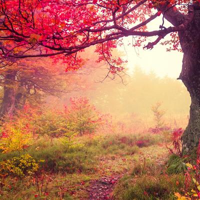 Autumn season nature - KDE Store