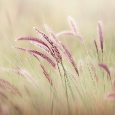 field bush stalks - KDE Store