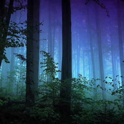 lights dark forest trees blue - KDE Store