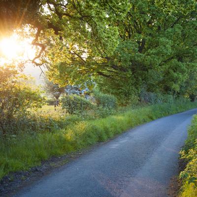 road the sun rays trees foliage herbs - KDE Store