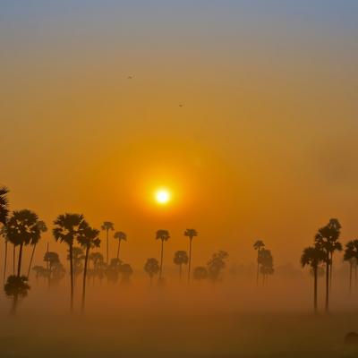 sunrays morning fog Nature - KDE Store