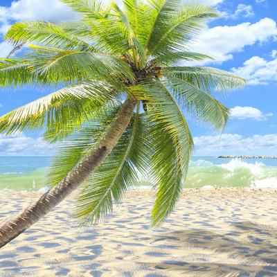 Tropical Beach Palm Tree - KDE Store
