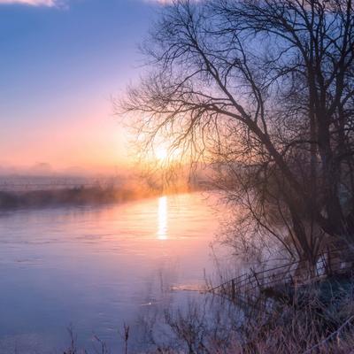 trees fog river morning early spring - KDE Store