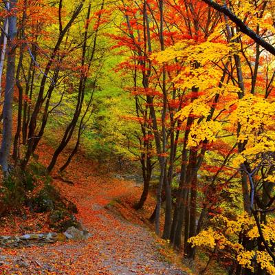 autumn forest leaves trees forest Nature falling - KDE Store
