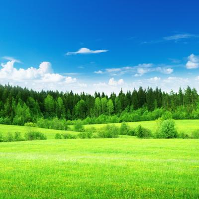 green Nature Field Grass Forest tree Forest - KDE Store