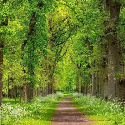 road forest nature spring - KDE Store