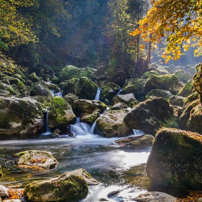 forest trees landscape branches nature stream - KDE Store