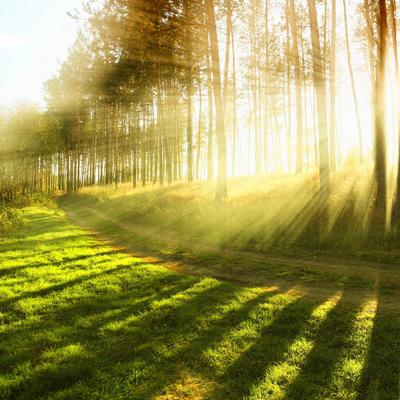 forest summer grass the sun rays light trees - KDE Store