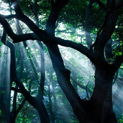 the sun rays light trees nature tree - KDE Store