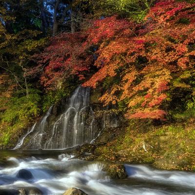 autumn forest river - KDE Store