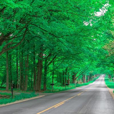Amazing nature Greens Road Spring Forest - KDE Store