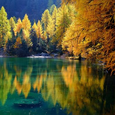 autumn forest trees lake reflection - KDE Store