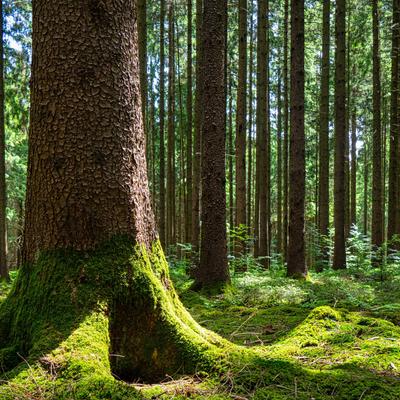 forest trees Germany Bayern Gauting - KDE Store