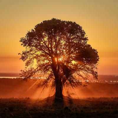 sunset evening the sky sunset tree - KDE Store