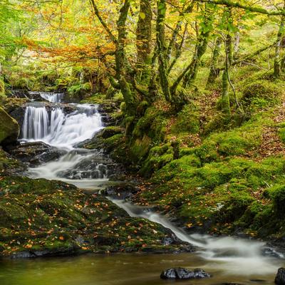 autumn forest trees stream waterfall moss Scotland - KDE Store