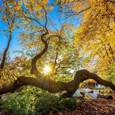 autumn the sun rays tree wallpaper - KDE Store