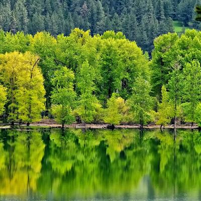 forest trees lake reflection river wallpaper - KDE Store