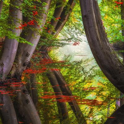 autumn forest trees nature reflection river - KDE Store