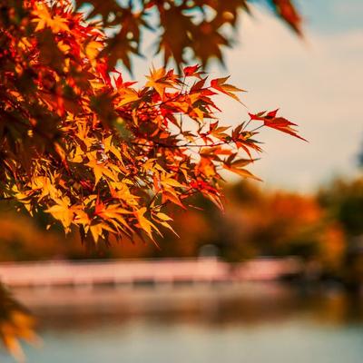 Maple Tree Autumn Lake 5k - KDE Store
