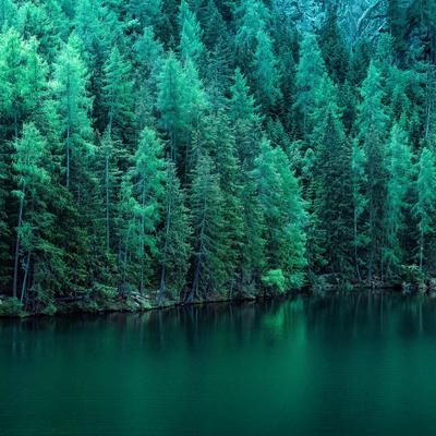 Pine Trees Along Lake 5k - KDE Store