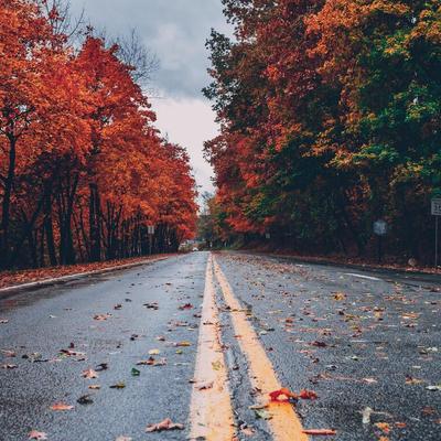 Road Between Autumn Trees 5k - KDE Store