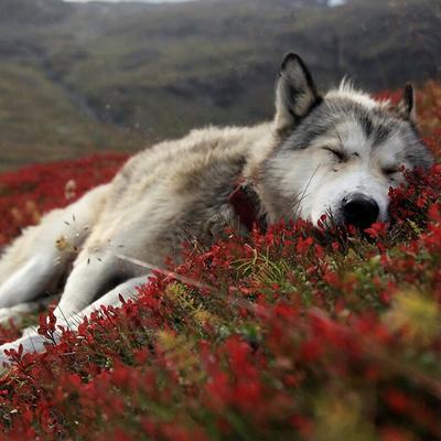 Wolf Wild - KDE Store