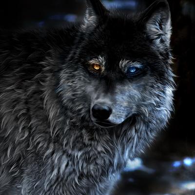 Wolf Heterochromia Fantasy - KDE Store