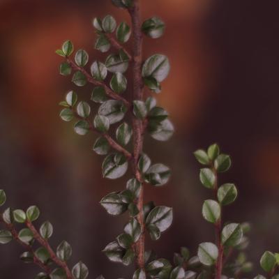 Twig Branch Leaf Flower Plant Full HD - KDE Store