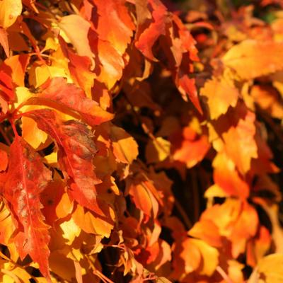 Autumn Canon Eos 400d Cannon Brown Nature Full HD - KDE Store