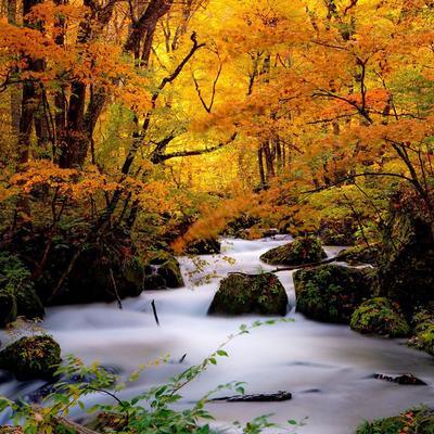 Forest Japan Stone Stream During Fall HD Nature Wallpaper - KDE Store