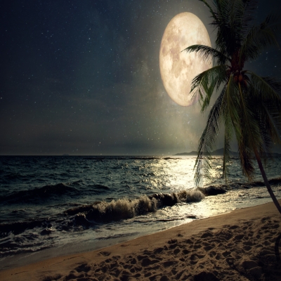 Beach sand nights moon palm tree nature wallpaper - KDE Store