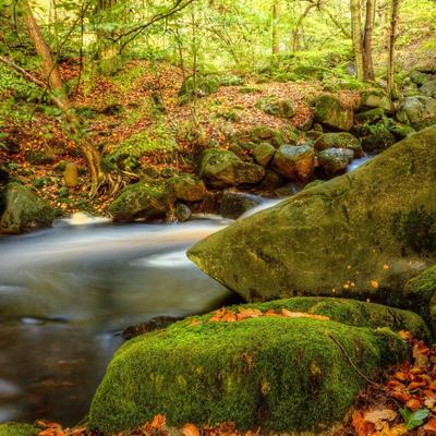 Green moss nature - KDE Store